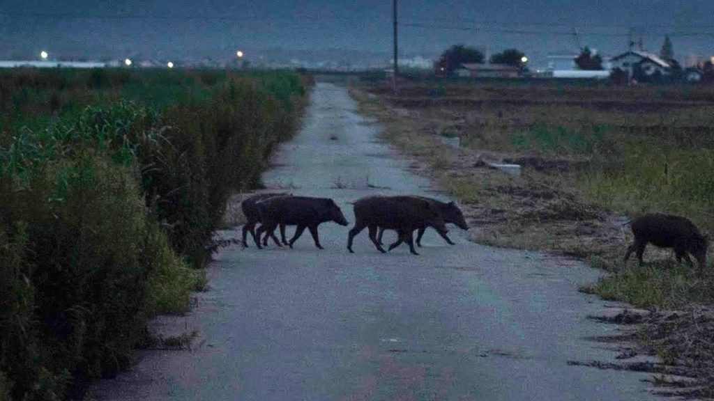 The Toxic Pigs of Fukushima: Sifting Through the Rubble - POV Magazine