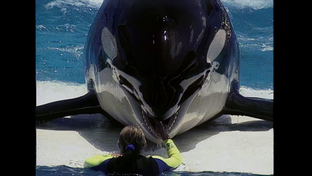Resident Orca Review: In Honour of Sk’aliCh’elh-tenaut, Lolita the Killer Whale - POV Magazine