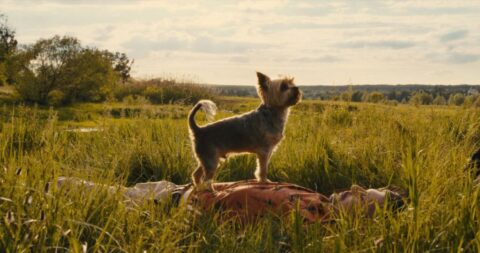 Porcelain War Captures a Ukrainian Spirit that Won't Break - POV Magazine